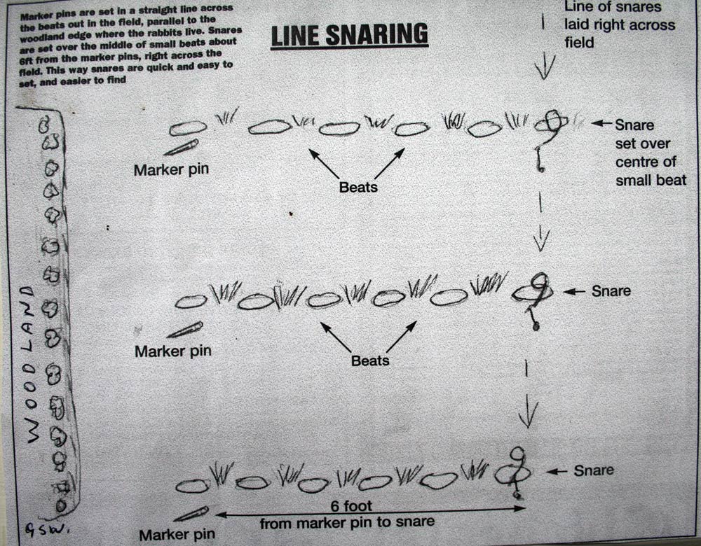 Professional Rabbit Snaring For Beginners & Amateurs