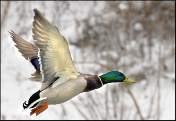 Return to Duck Flighting | The Hunting Life