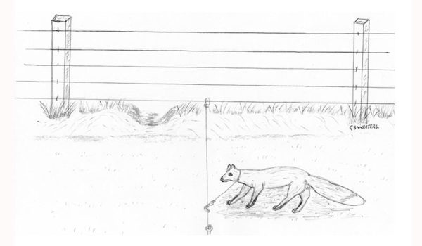 One Way Slide System – Fox Snaring | The Hunting Life