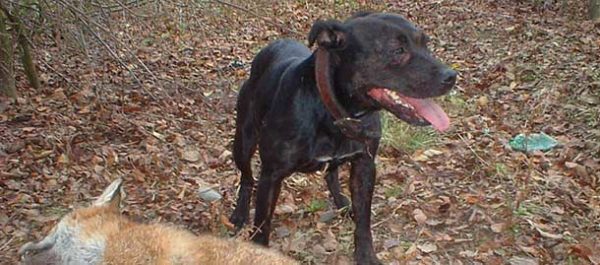 Hunting Fox with Staffordshire Bull Terriers | The Hunting Life